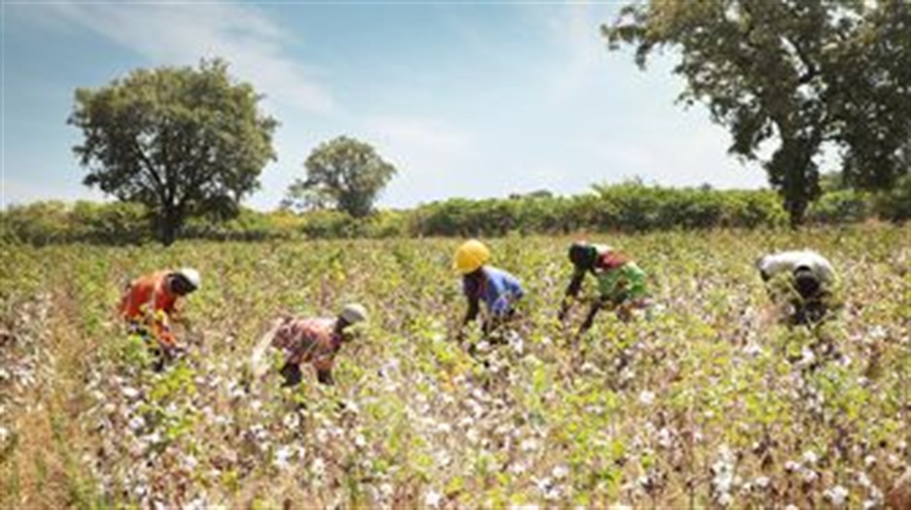 MSC: Your Expert in Cotton Transportation in Africa - DST - Daily ...